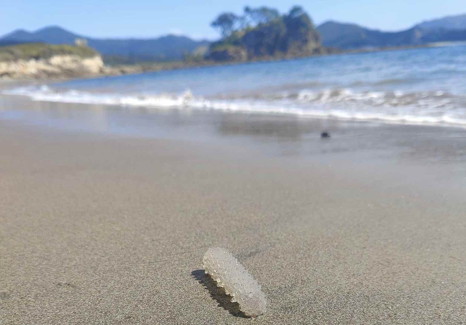 Unraveling the Mystery of Boulder Bay’s ‘Sea Pickles’ – Great Barrier ...